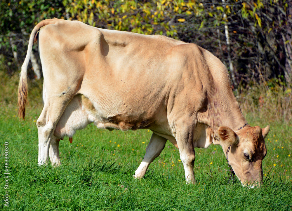 The Brown Swiss or American Brown Swiss is an American breed of dairy ...
