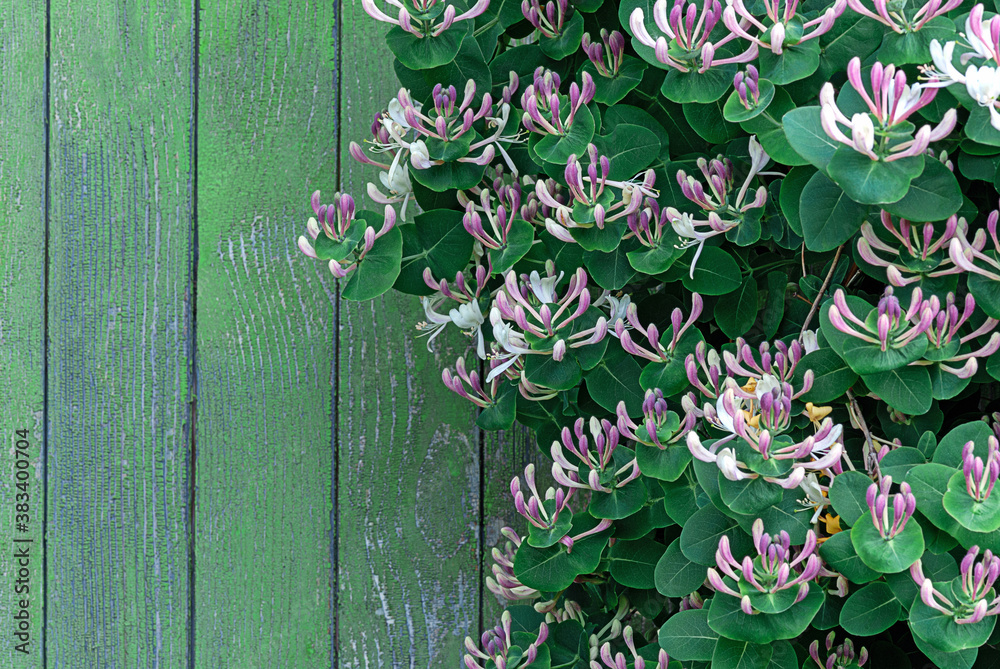 Lonicera Caprifolium