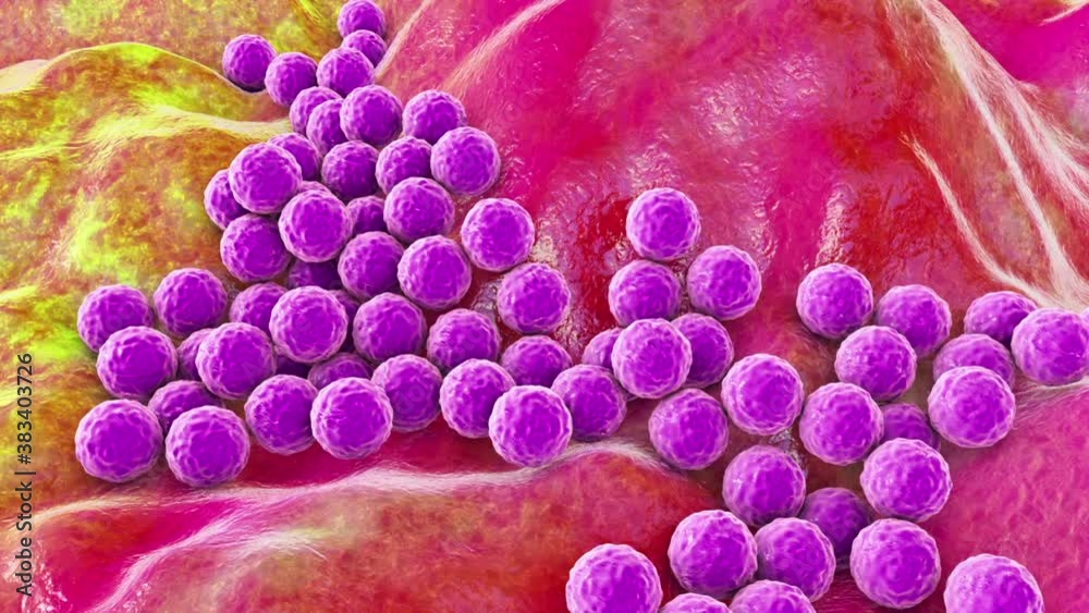 Staphylococcus bacteria, animation Stock Video | Adobe Stock