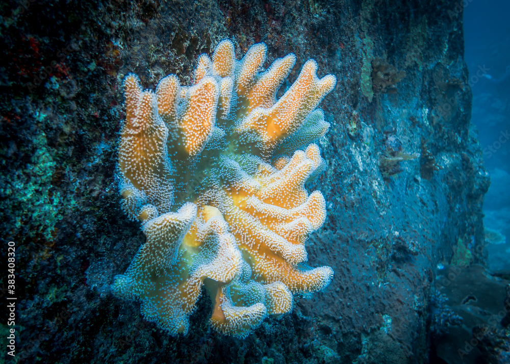 Soft pink eight-beam coral on a vertical stone wall in the Andaman sea ...