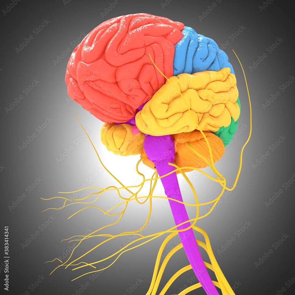Human Brain Lobes Anatomy For Medical Concept 3D Stock Illustration ...