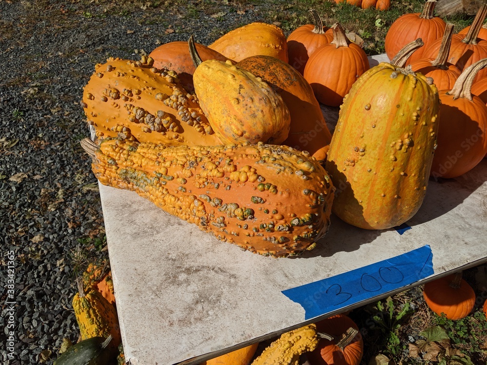 Pumpkins and Squash with Warts on the Surface of the Skin on a Table at ...