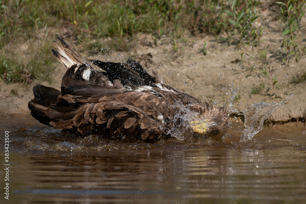 Beautiful White Tailed Eagle (Haliaeetus albicilla) taking a bath with ...