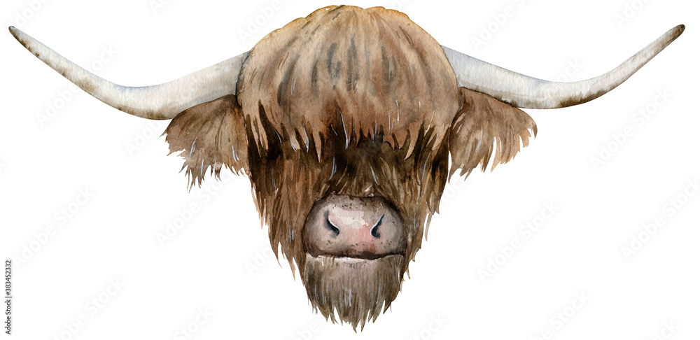 Scottish highland cow head. Hand-drawn watercolor illustration. Year of ...
