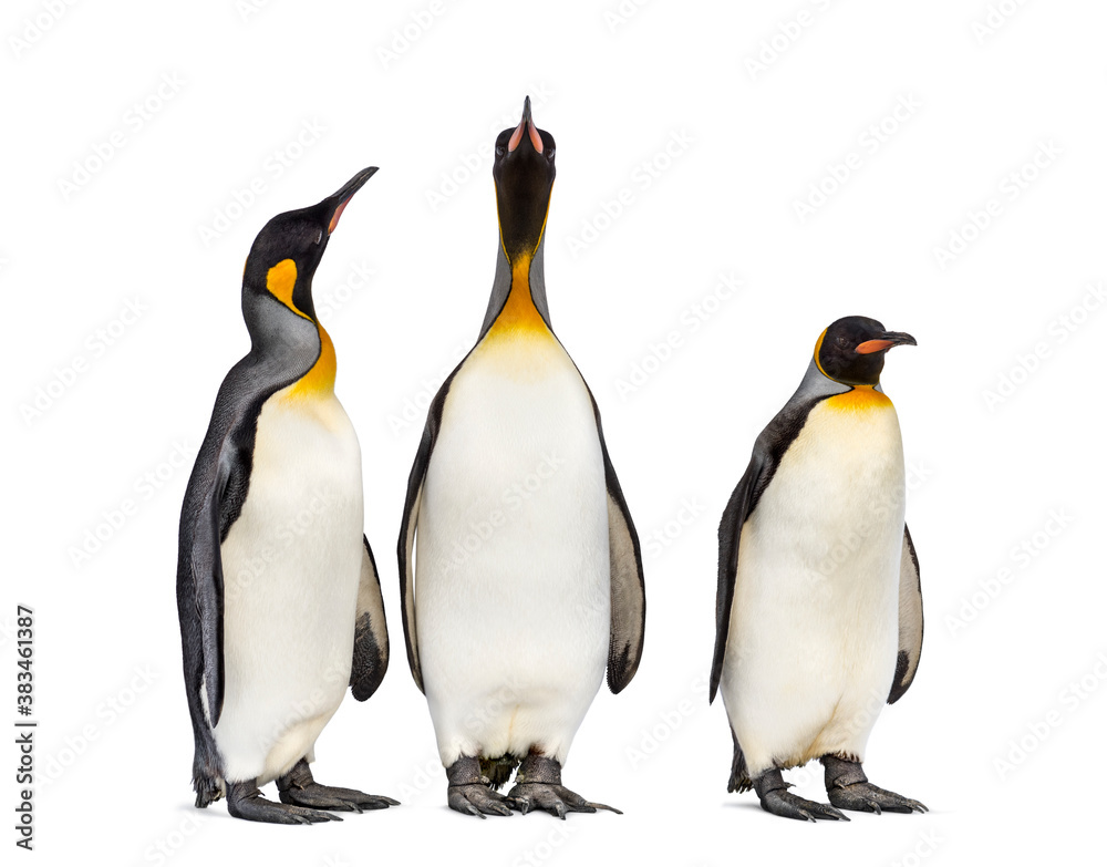Group of King penguin standing together, isolated on white Stock Photo ...