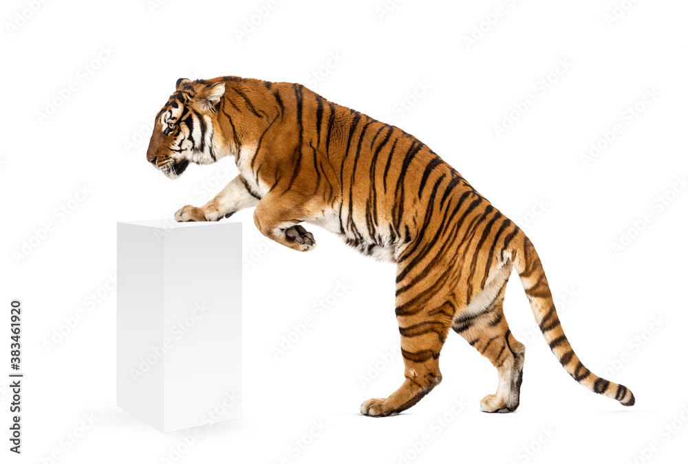 Tiger getting up a white box, isolated on white Stock Photo | Adobe Stock