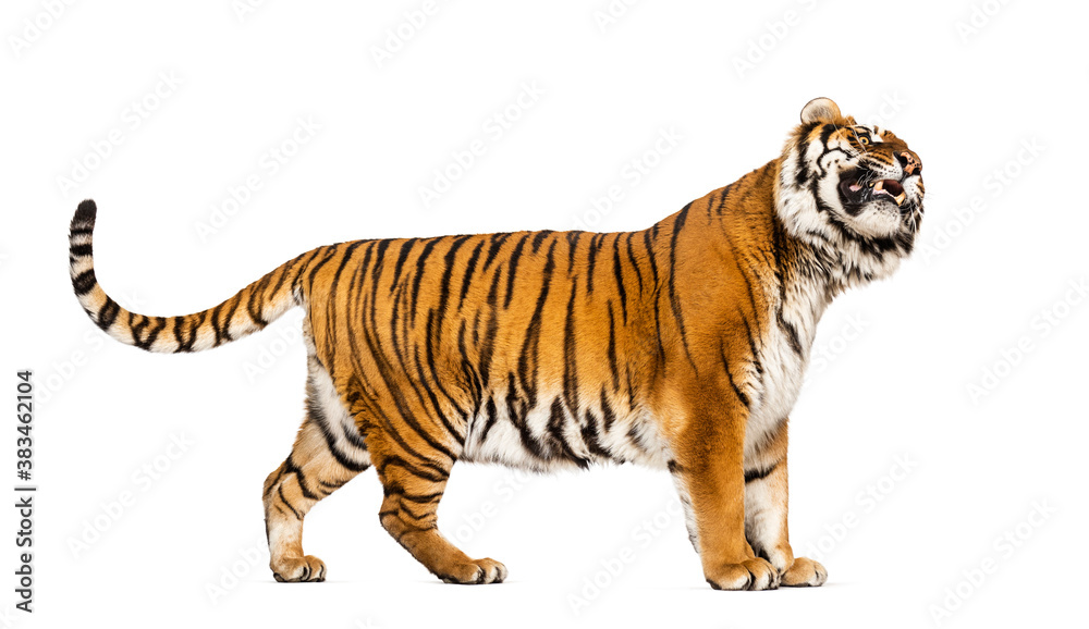 Side view, profile of a Tiger showing its tooth, isolated on white ...