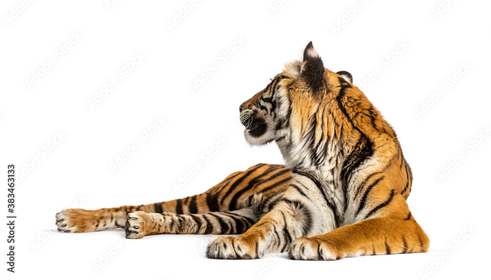 Tiger lying down looking back, isolated on white Stock Photo | Adobe Stock