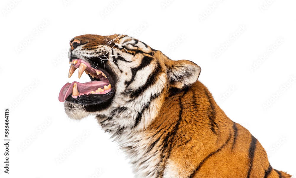 Tiger, mouth open, sniffing the air foto de Stock | Adobe Stock