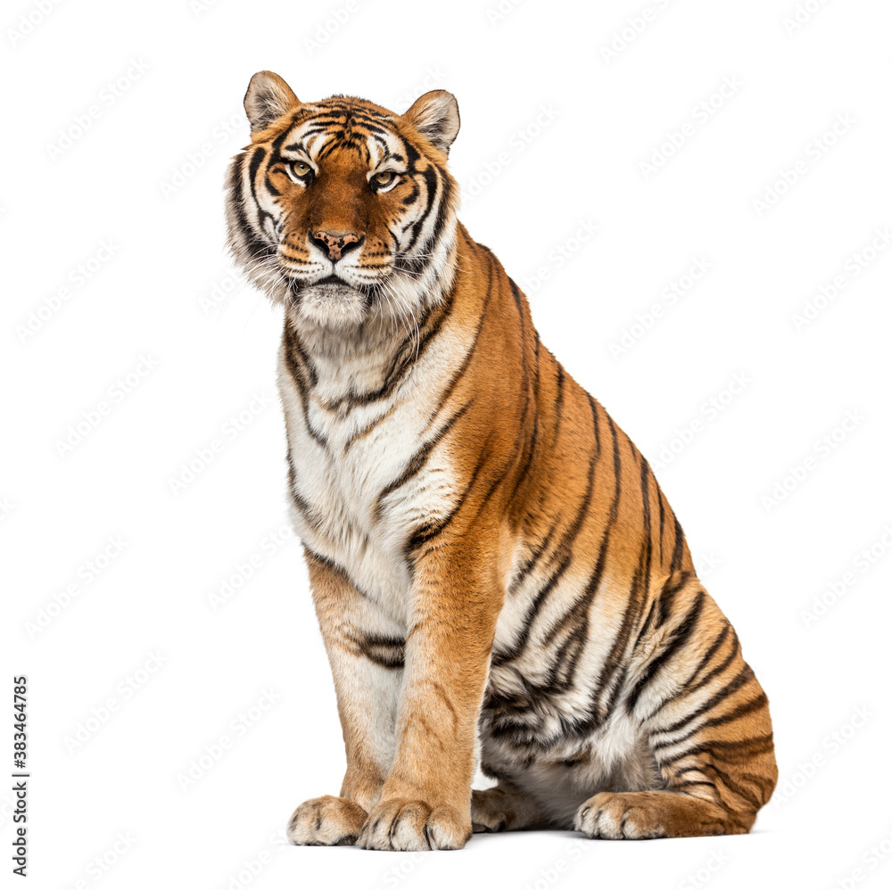Tiger sitting proudly, isolated on white Stock Photo | Adobe Stock