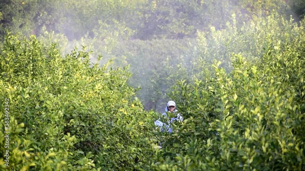 Spraying pesticide and insecticide on lemon plantation in Spain. Weed ...