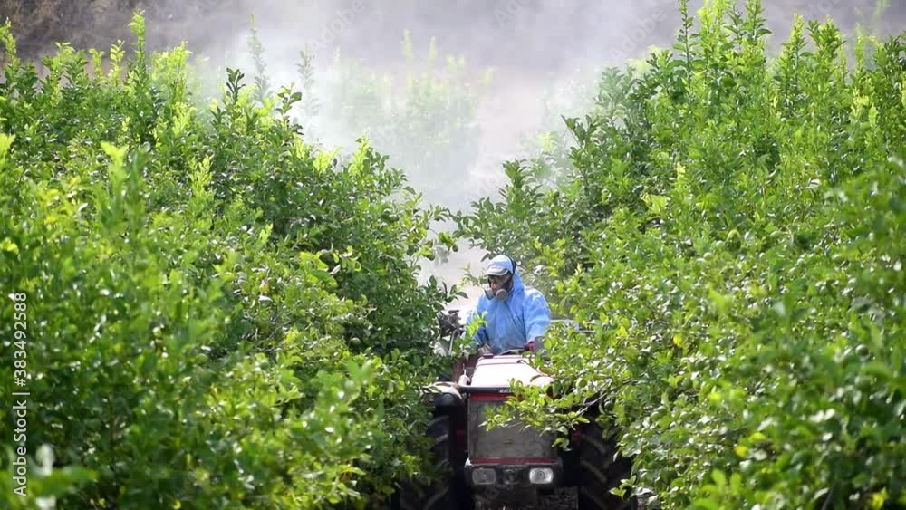 Spraying pesticide and insecticide on lemon plantation in Spain. Weed ...