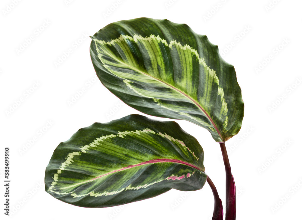 Calathea roseopicta ‘Illustris’ foliage, Rose-painted calathea plant ...