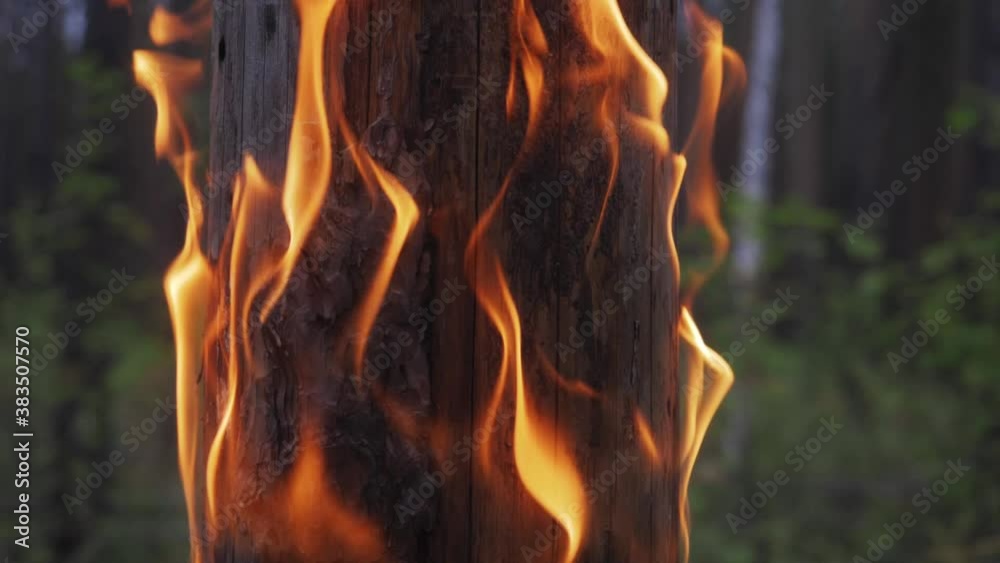 coniferous forest in fire, burning tree close up. wildfire, forest fire ...