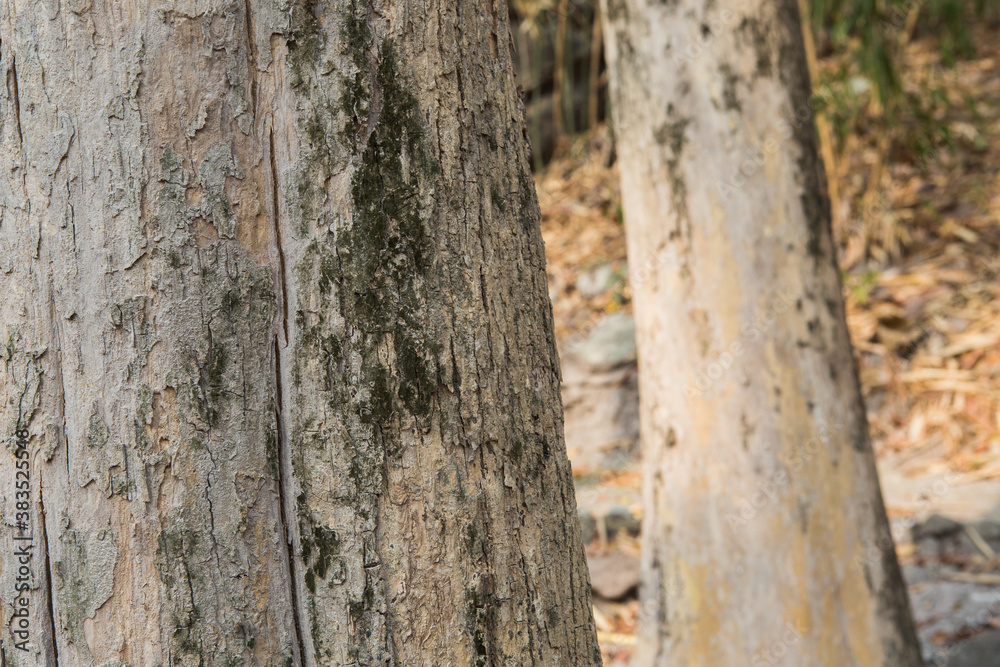Teak Trees in Thailand precious hardwoods one of the last major areas ...