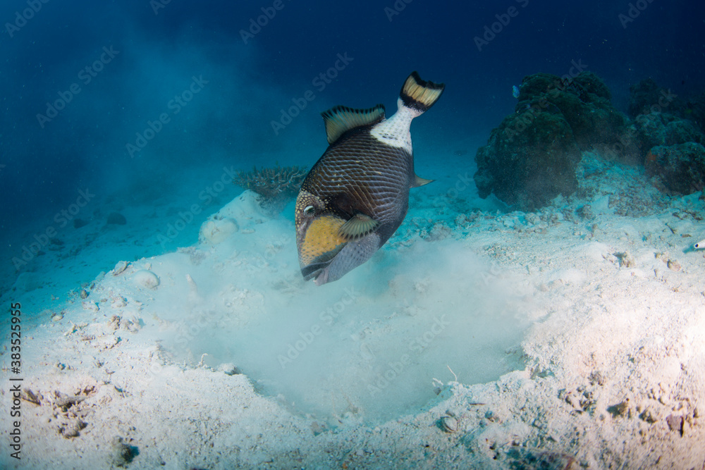 A Titan triggerfish creates a nest on the sand Stock Photo | Adobe Stock