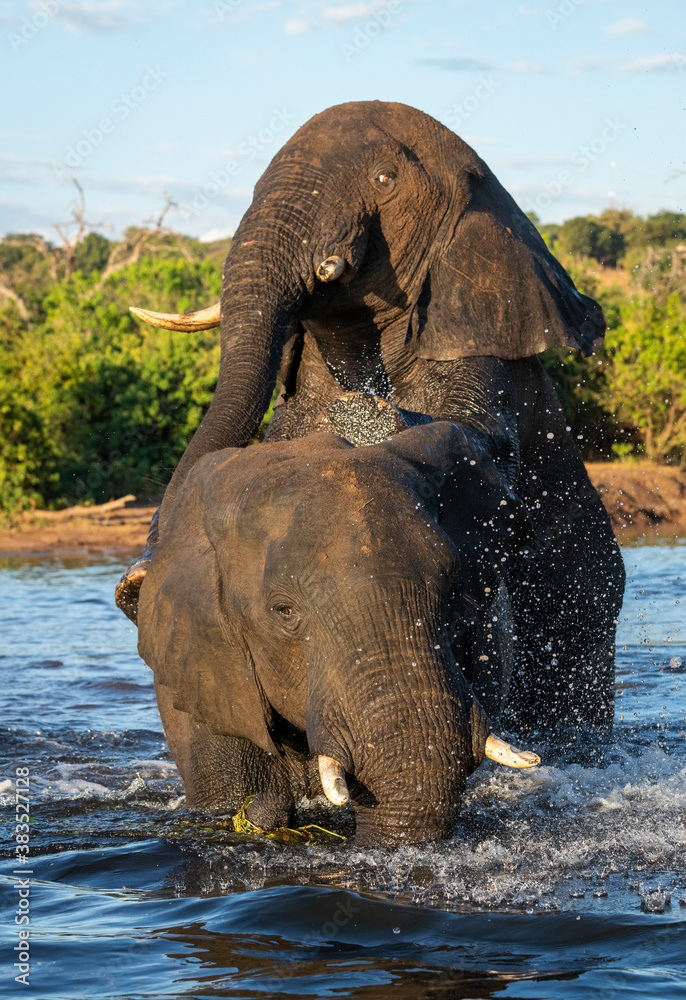 Vertical portrait of two mating elephants in Chobe River in Botswana ...