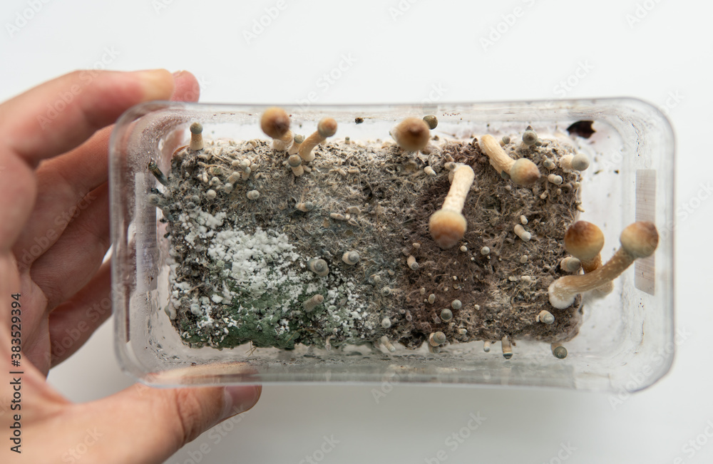 fungal mycelium diseases, problems with growing mushrooms, psyc Stock ...