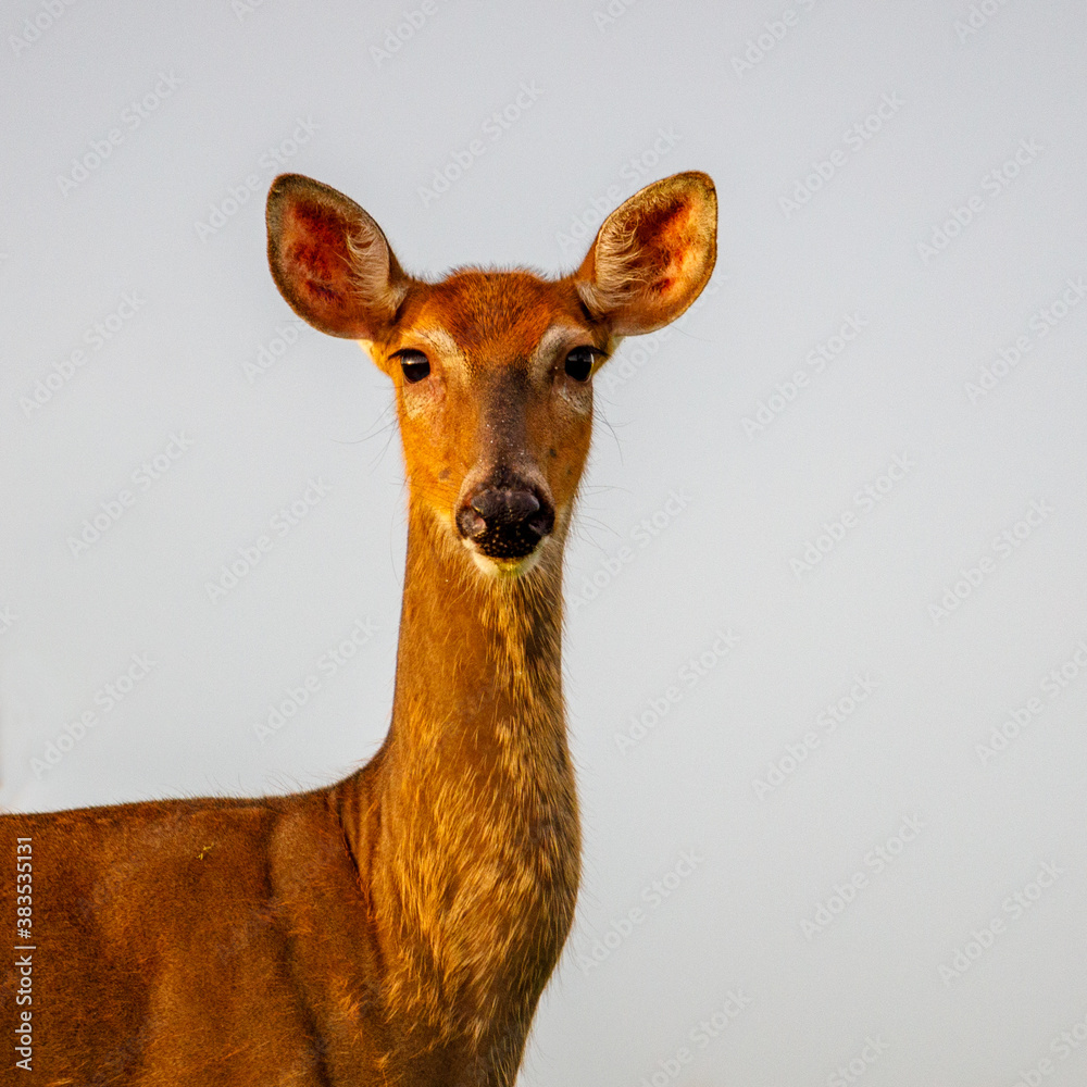 Isolated White-tailed Doe (Odocoileus virginianus) in the process of ...