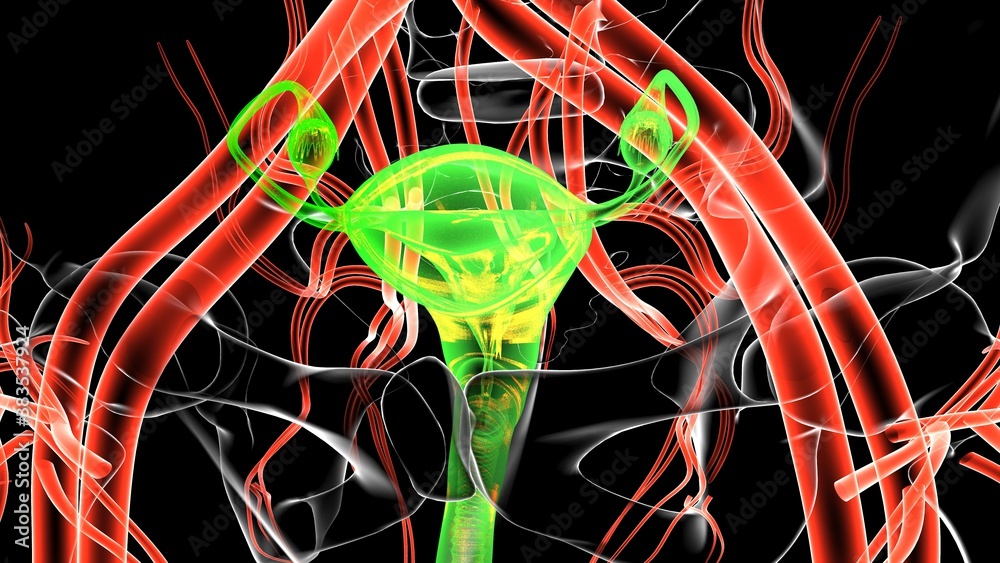 emale reproductive system anatomy and physiology.3D Stock Illustration ...