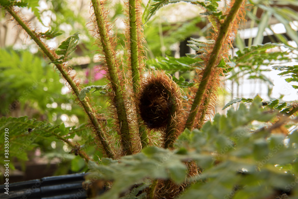 Flora. Closeup view of a Cyathea cooperi fern, also known as Tree Fern ...