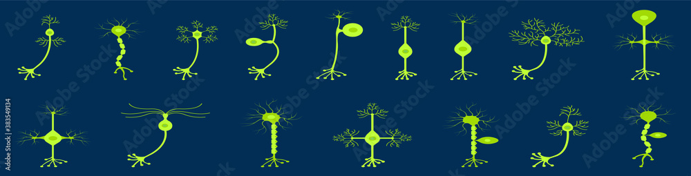Vector scientific icon neuron structure. Description of the anatomy of ...