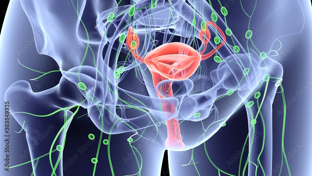 emale reproductive system anatomy and physiology.3D Stock Illustration ...