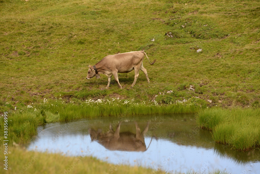 Schweizer Kühe auf der Almweide Stock Photo | Adobe Stock