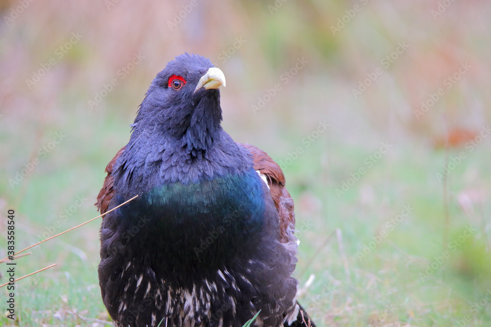 Western capercaillie. Bird in breeding season. Male in spring. Tetrao ...
