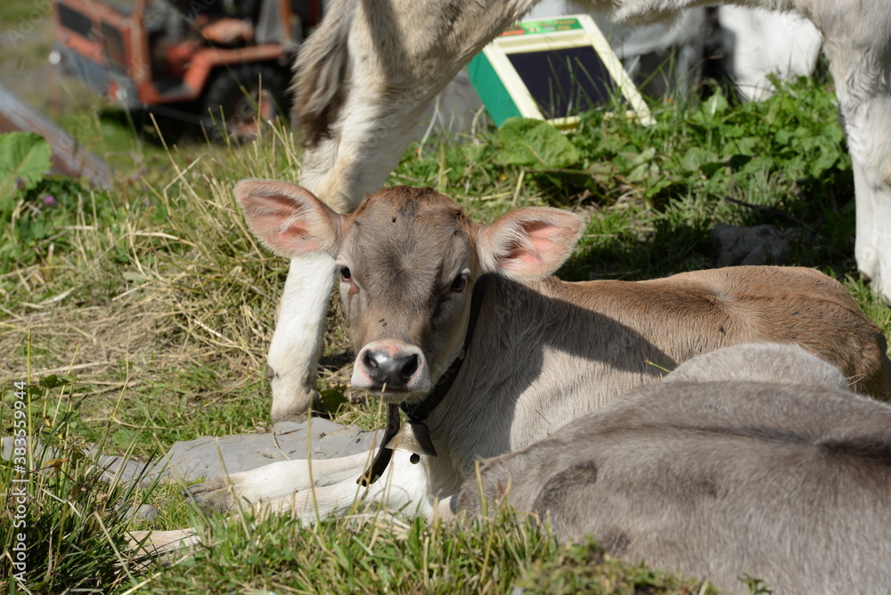 Schweizer Kühe auf der Almweide Stock Photo | Adobe Stock