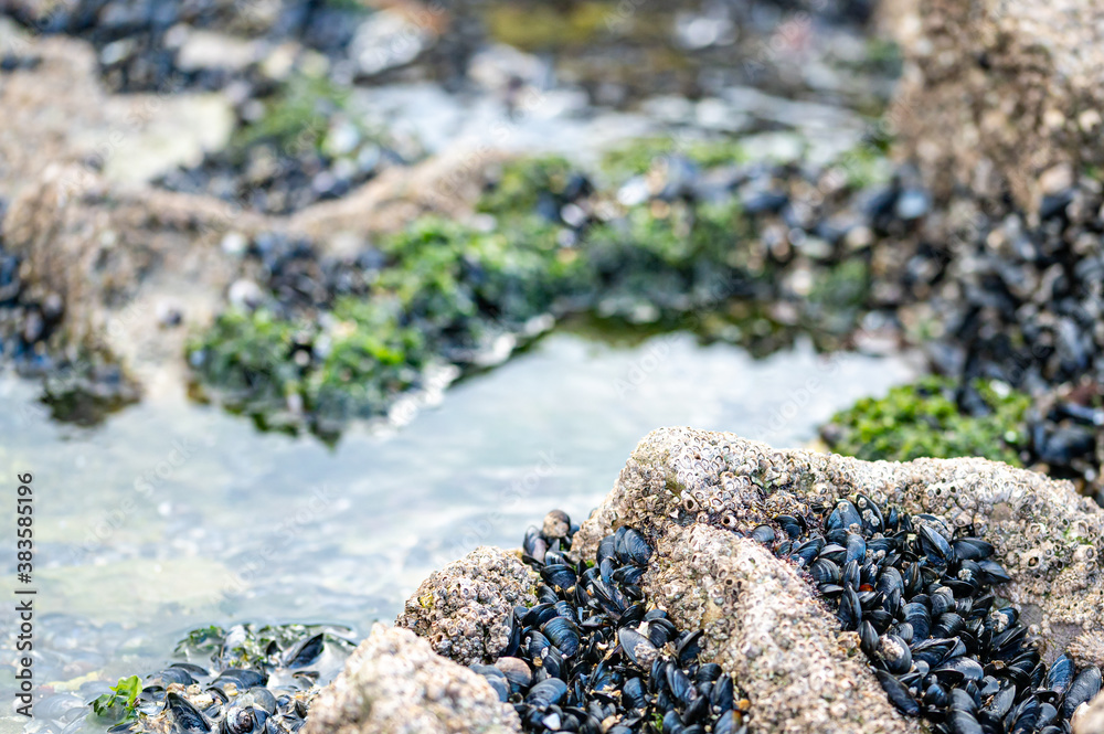 Mussels and barnacles clustered on rocks Stock Photo | Adobe Stock