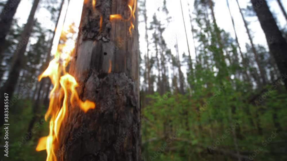 dry burning tree close up, fire forest. rainforest trees on fire ...