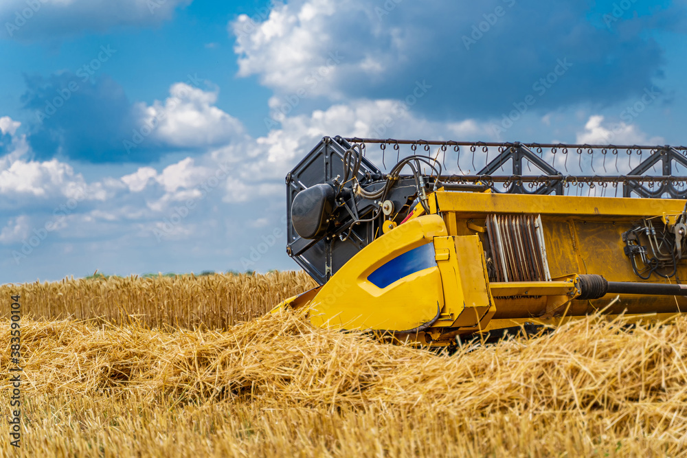 Summer wheat harvesting. Working rye harvester combine machines on gold ...