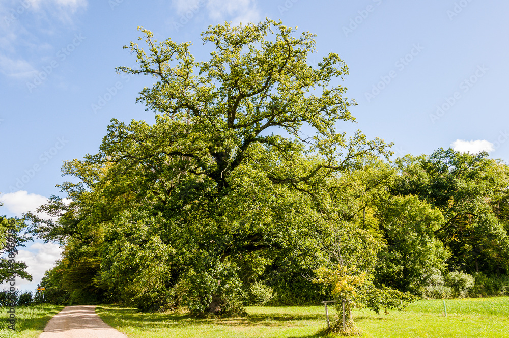 Wildenstein, Eiche, Eichel, Eichenbaum, Eicheln, Baum, Laubbaum ...