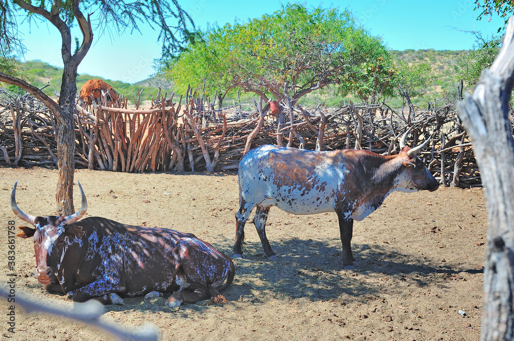 Nguni cattle in an Ovahimba kraal Stock Photo | Adobe Stock