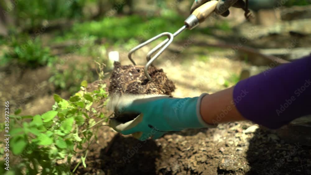 Extreme closeup of woman using curved fork to loosen root ball before ...