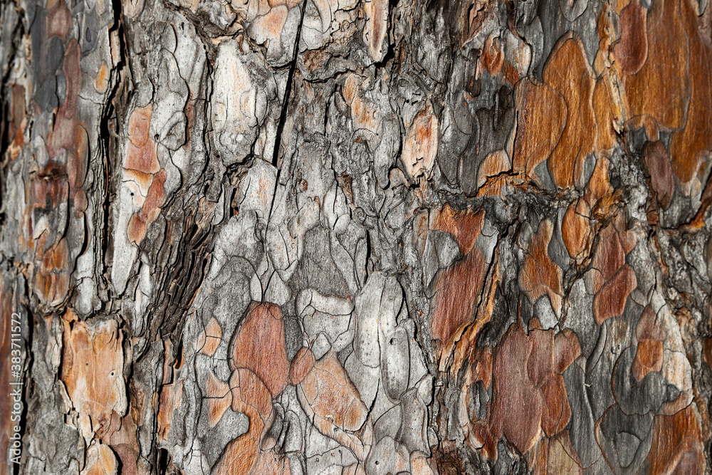 Ponderosa Pine bark that looks like puzzle pieces, brown and gray Stock ...
