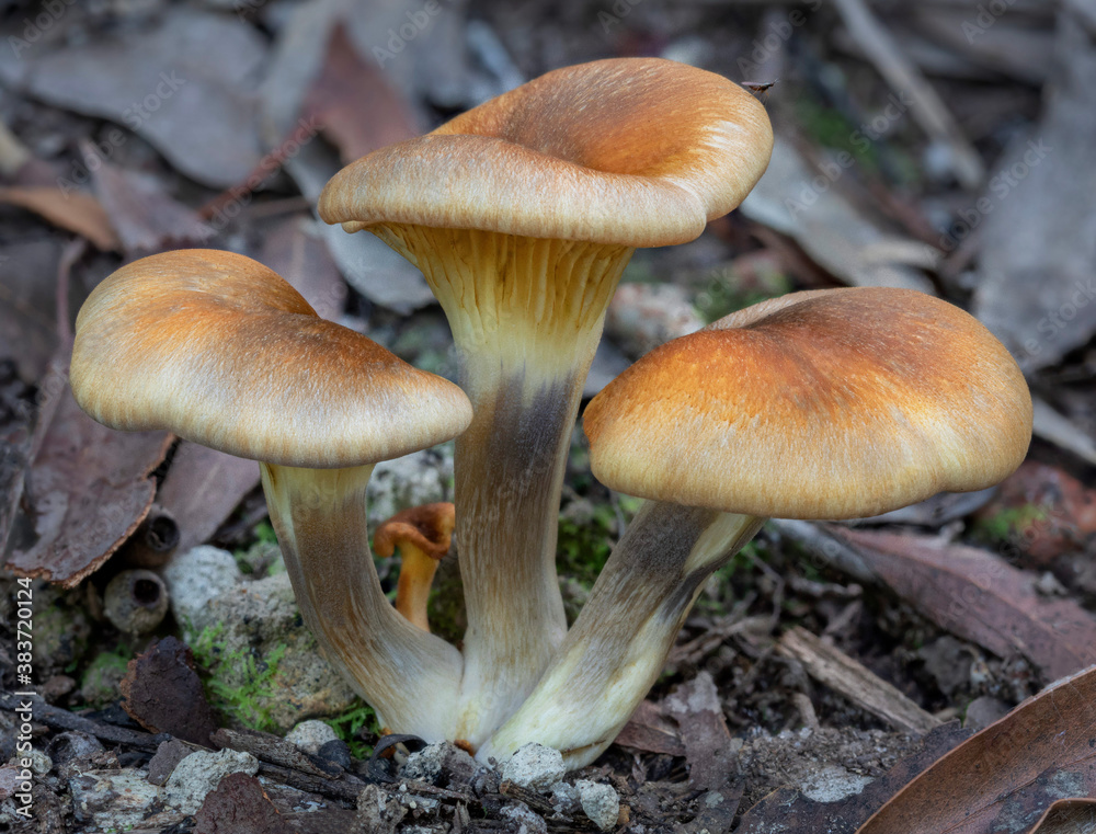 Omphalotus nidiformis (Ghost Fungus) - bioluminescent fungi - NSW ...