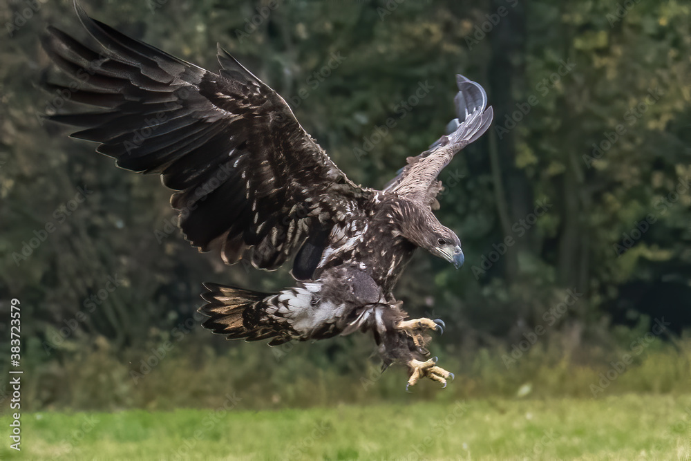 White Tailed Eagle (Haliaeetus albicilla) in flight. Also known as the ...