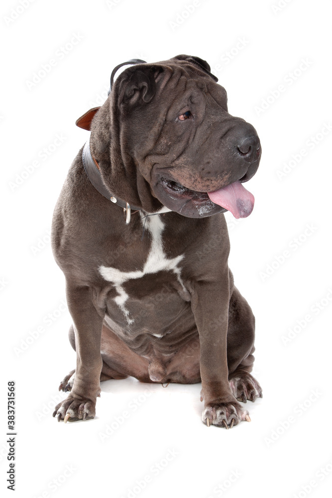 Chinese Pitbull