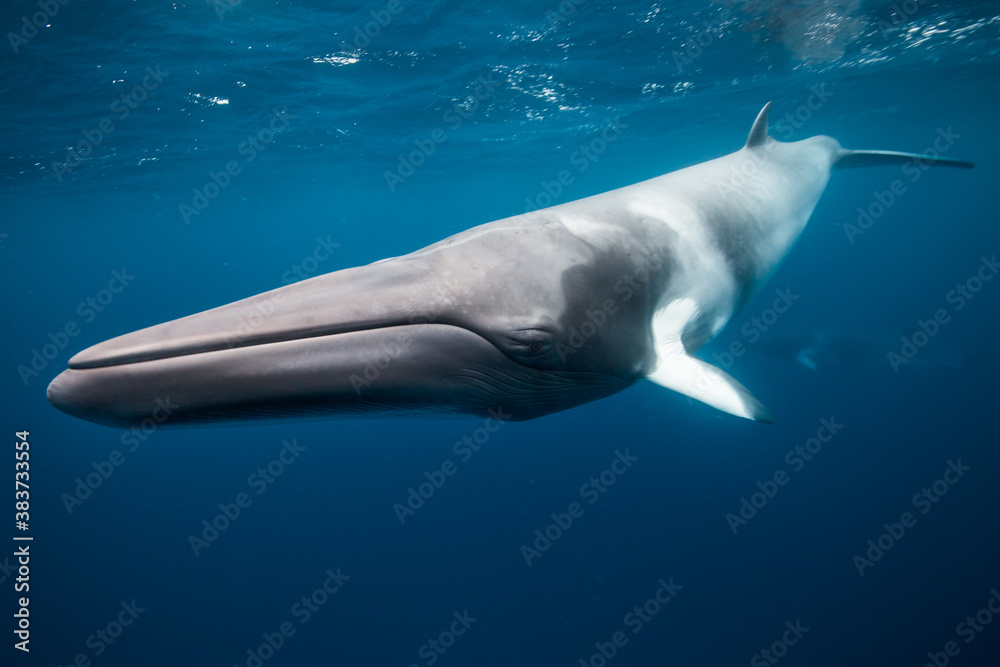 Smallest Whale Species