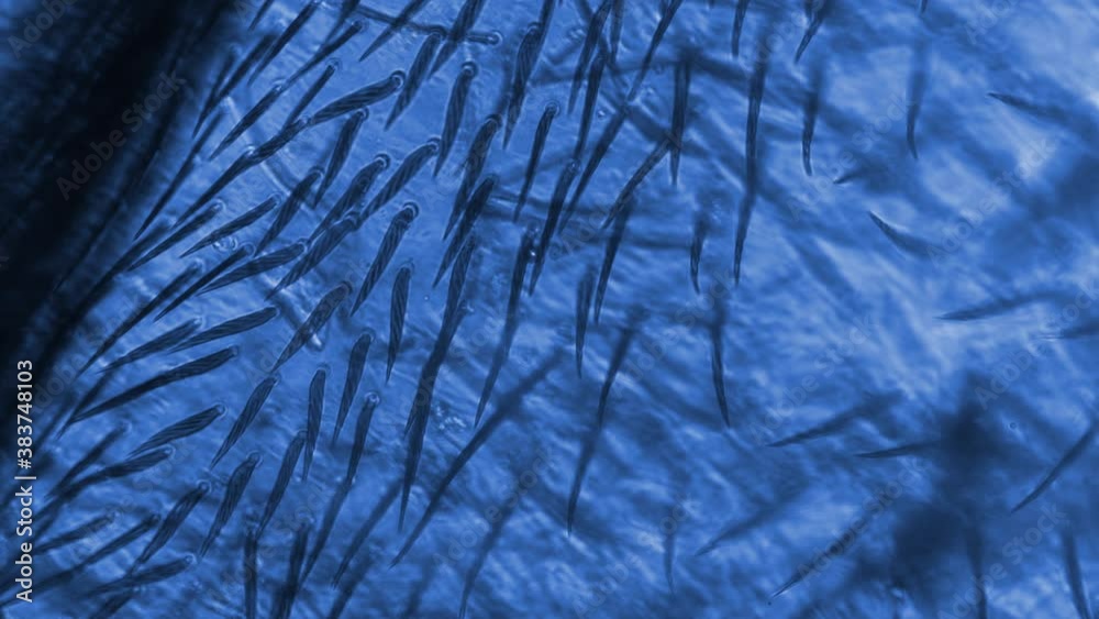 Wasp wing under a microscope. Huge increase. Microscope in a research ...