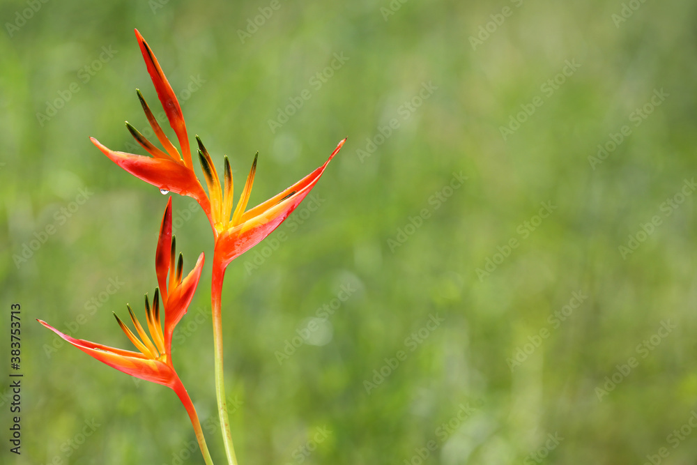 Parakeet flower (Heliconia psittacorum) with green meadow background ...