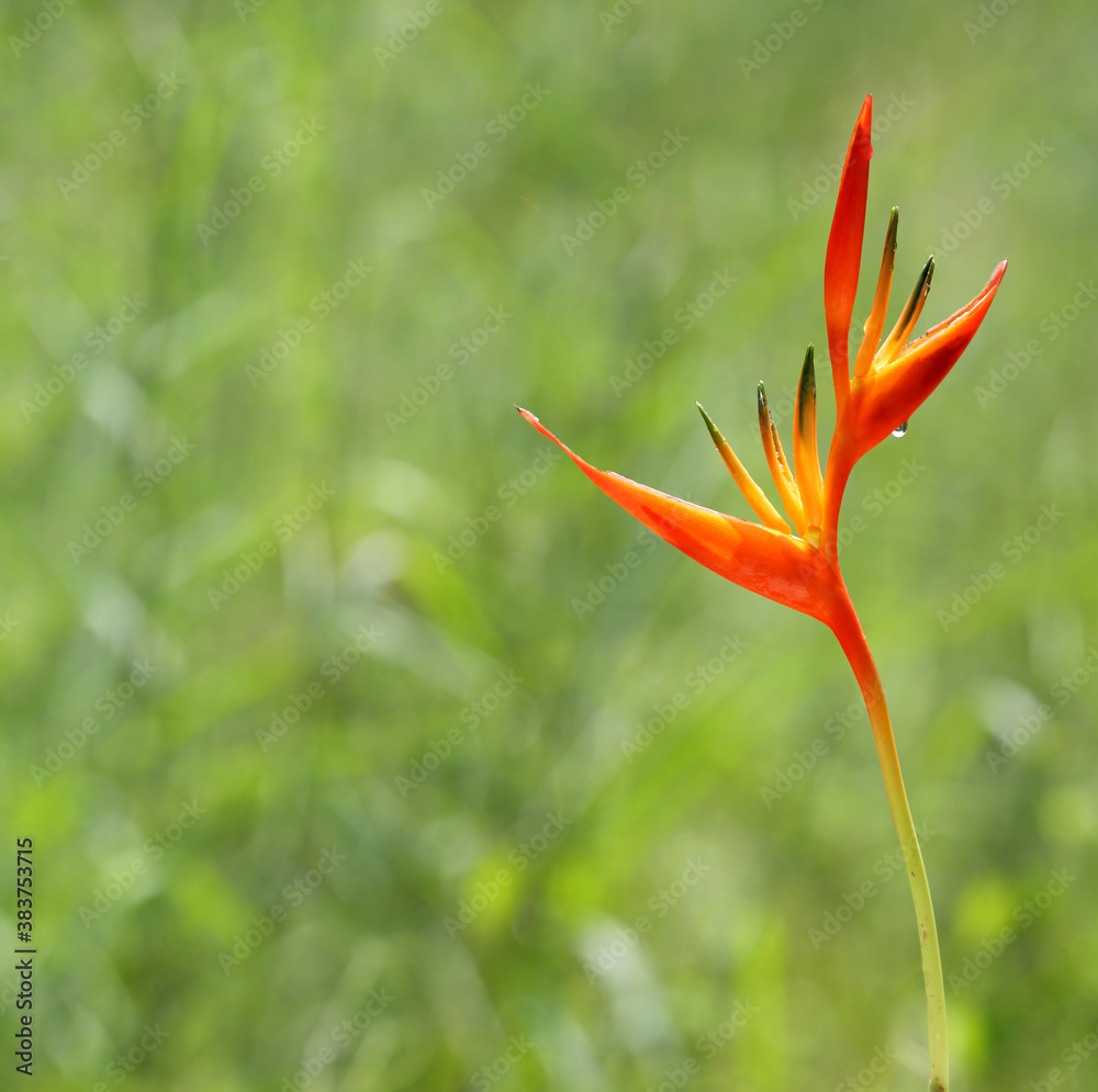 Parakeet flower (Heliconia psittacorum) with green meadow background ...