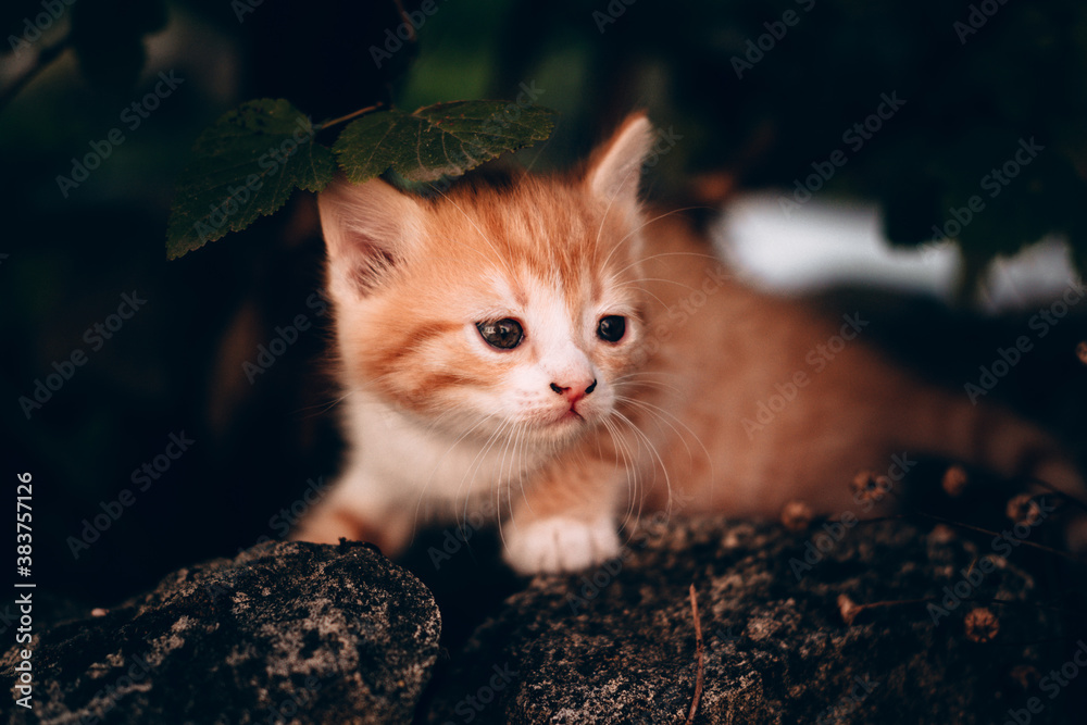 Curious and shy little red cat. Small fluffy striped red kitten for the ...