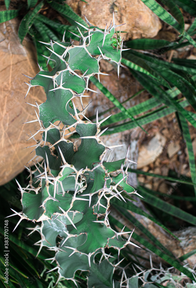Cow's Horn Cactus or Big Horned Euphorbia (Euphorbia Grandicornis) are ...