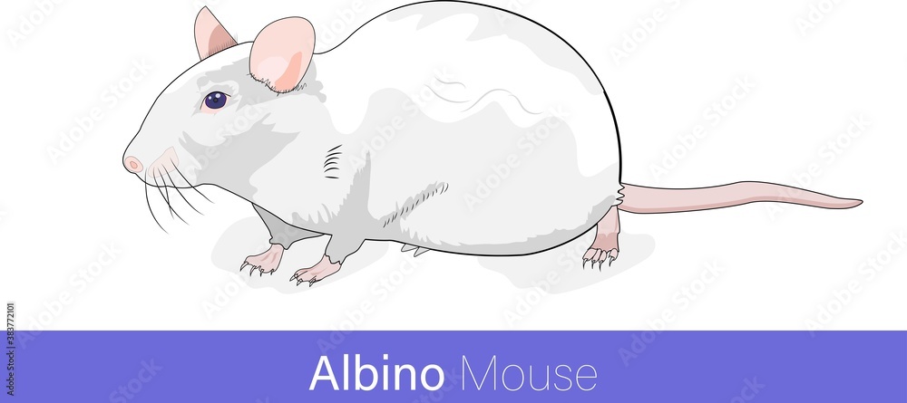 laboratory mouse on white background. Swiss albino mice isolated vector ...