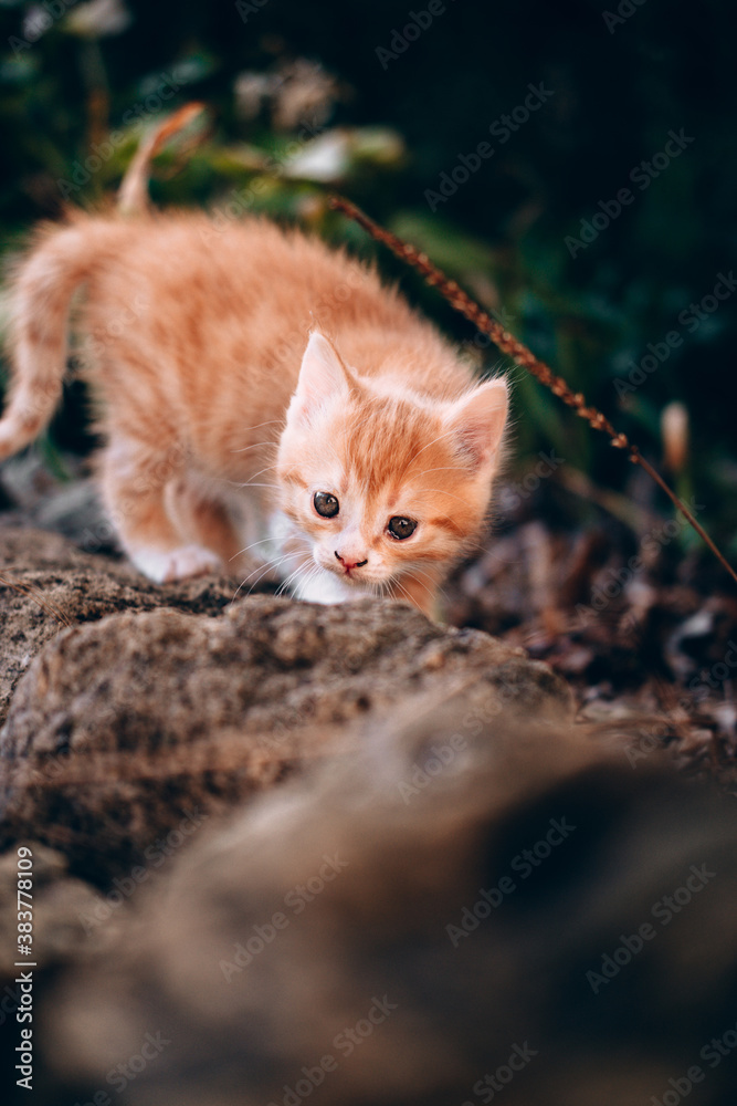 Curious and shy little red cat. Small fluffy striped red kitten for the ...