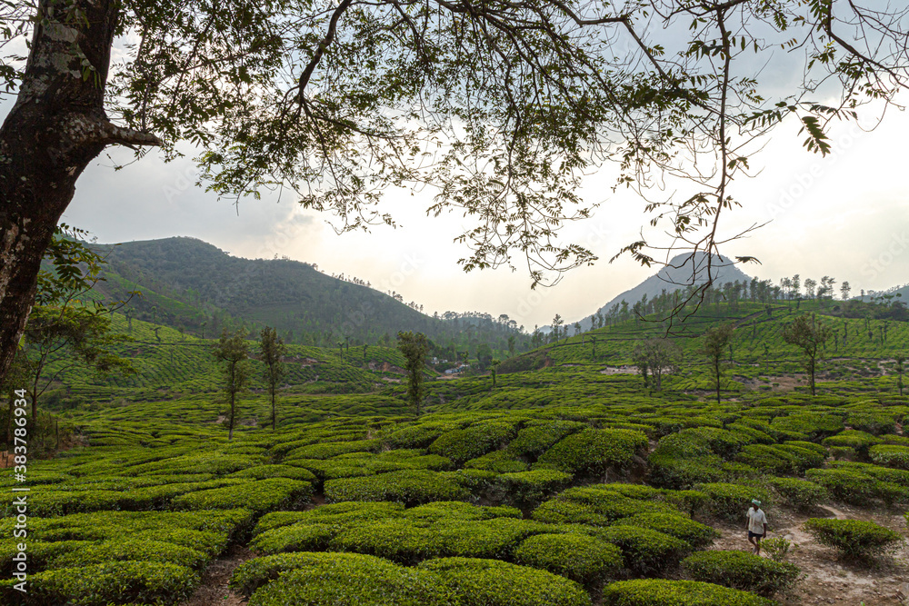 wayanad meen mutti coffee plantation and Beautiful Nature Scenery of ...