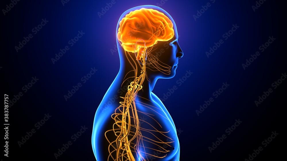 3d illustration of male human body skeleton with brain nerves system ...